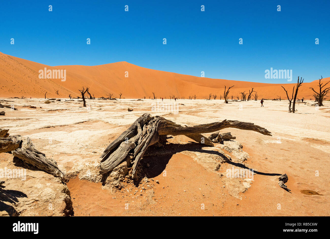 Dead Camelthorn trees and roots against red dunes and blue sky in ...