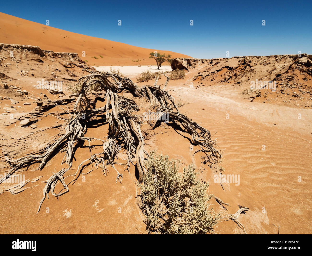 Dead Camelthorn trees and roots against red dunes and blue sky in ...
