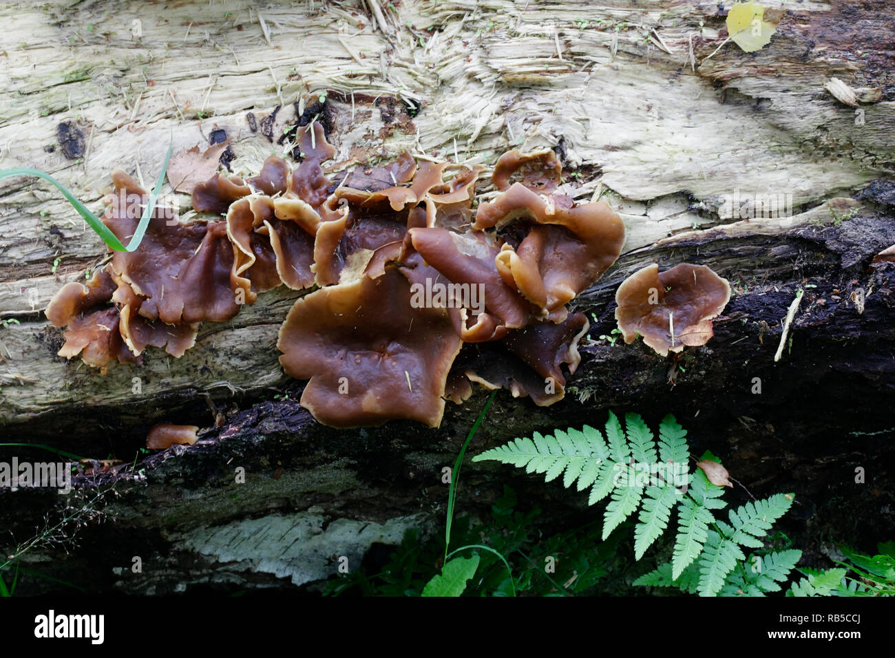 Brown cup fungus, Peziza varia Stock Photo - Alamy