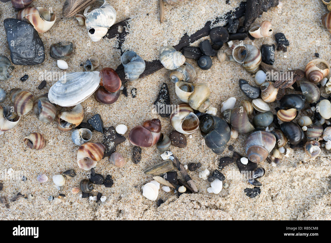 Various shells and stones in a beach sand. Summer vacation or holiday ...