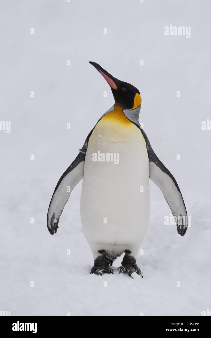 Penguins in Asahiyama zoo, Hokkaido, Japan Stock Photo - Alamy