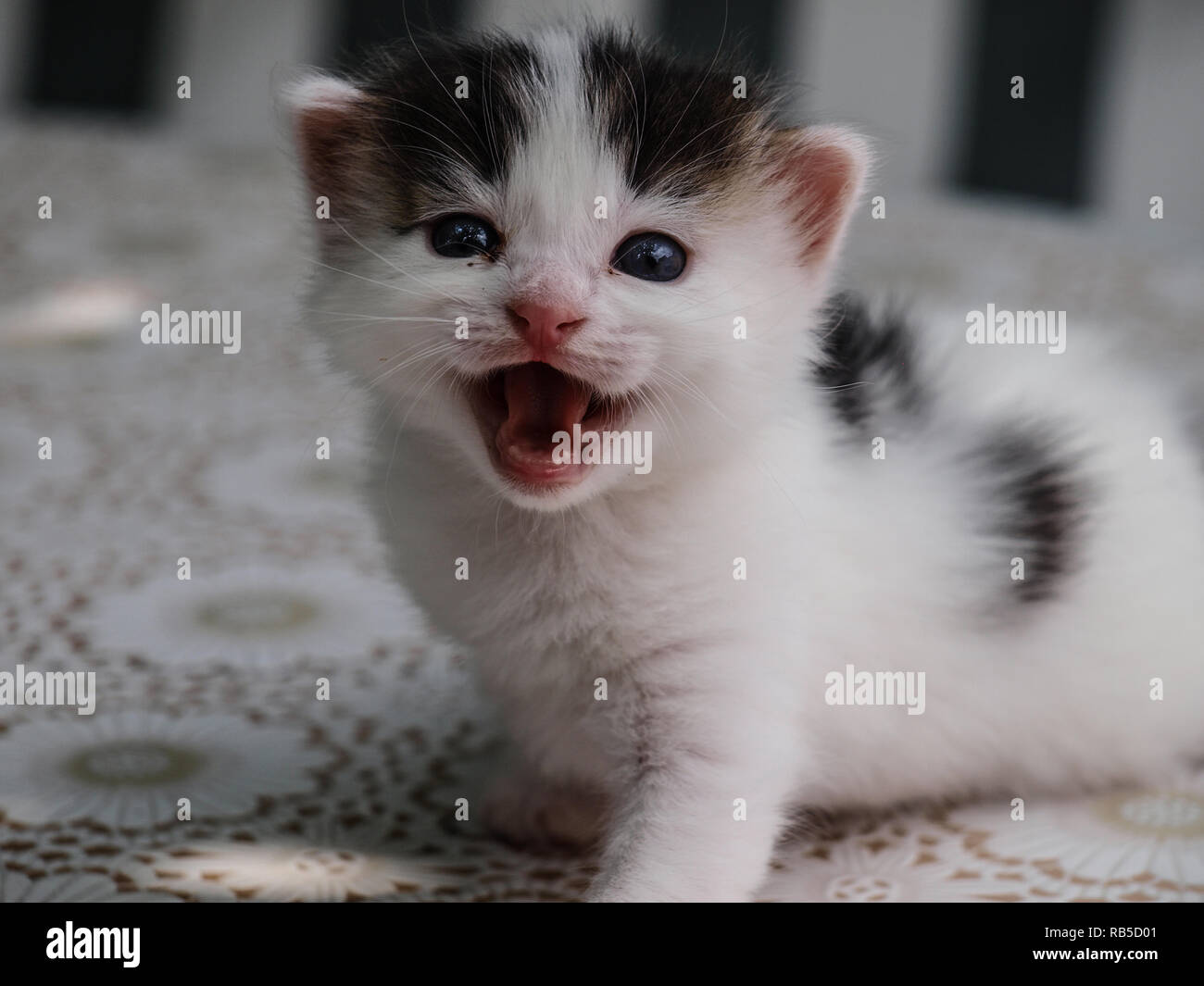 Domesticanimals hi-res stock photography and images - Alamy