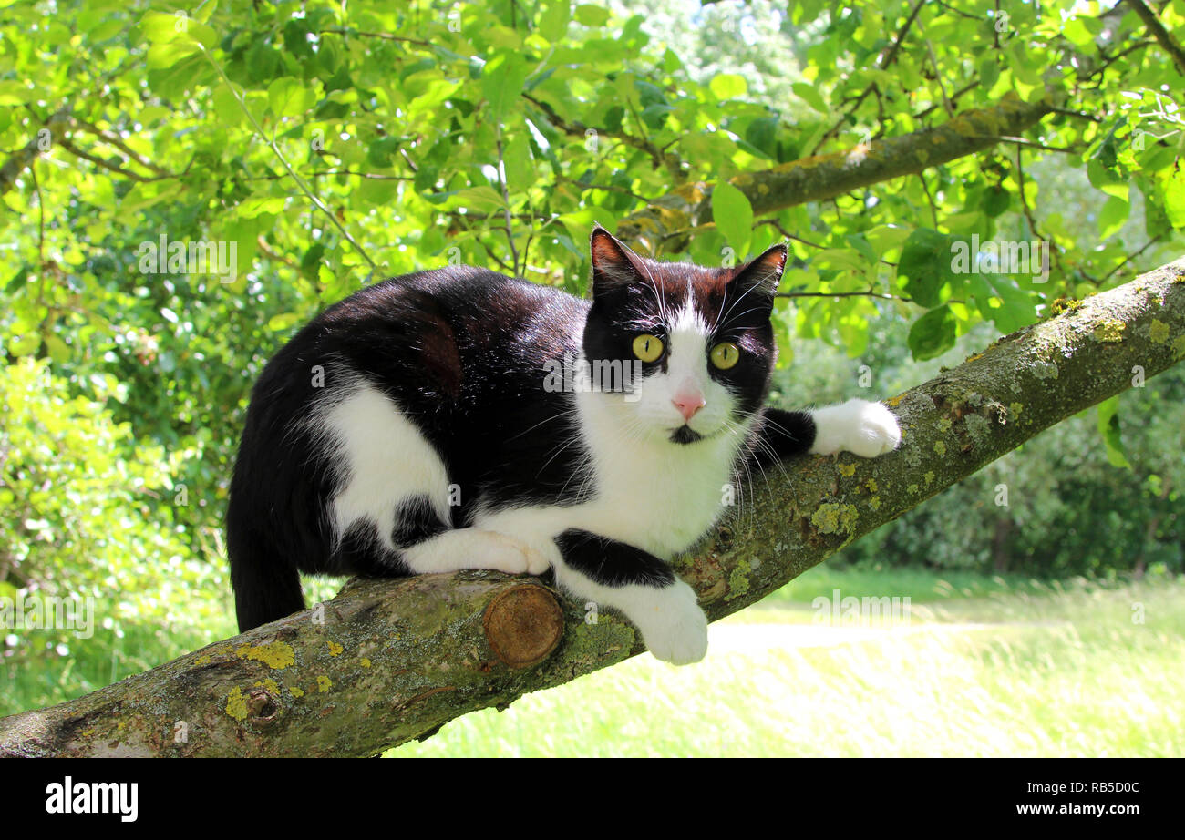 black-and-white cat with large eyes sitting on a tree Stock Photo - Alamy