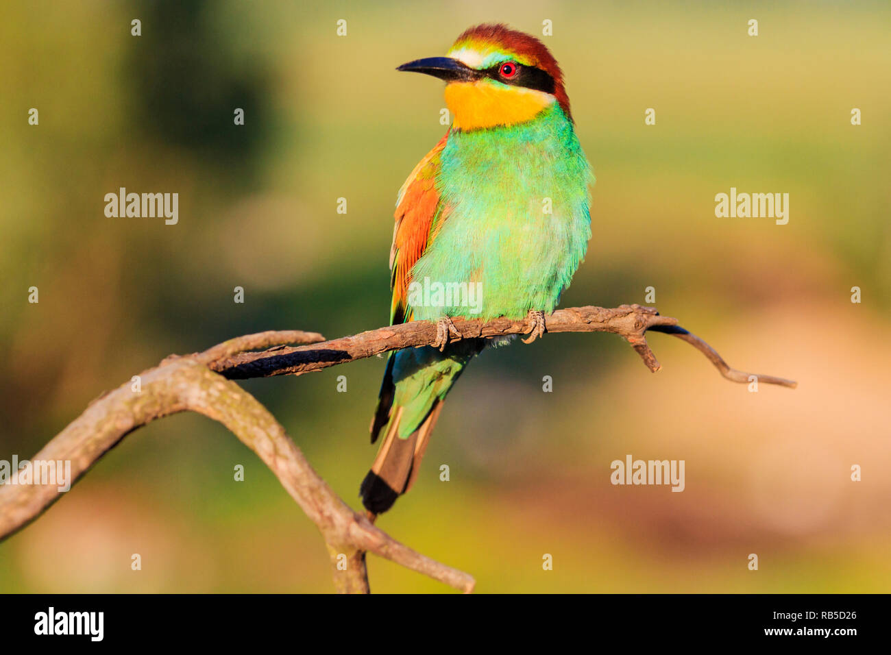 fantastically beautiful bird on a spring day, interesting animals Stock ...