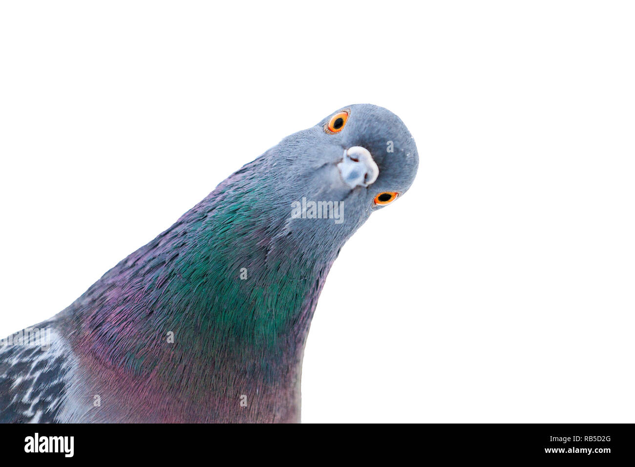 pigeon looks at the camera interestingly, interesting animals Stock ...