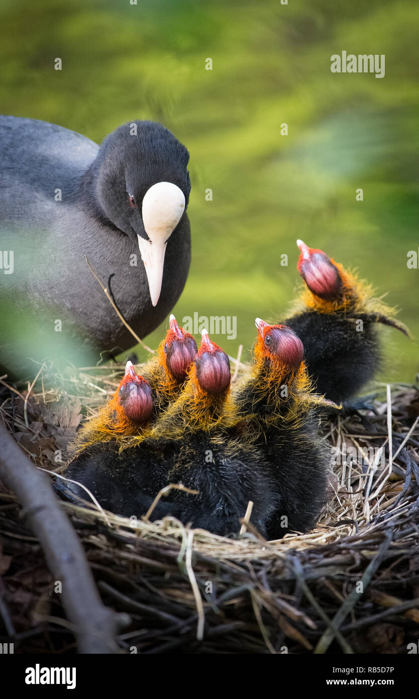 A family of coots in Wimbledon Common, London, UK Stock Photo - Alamy
