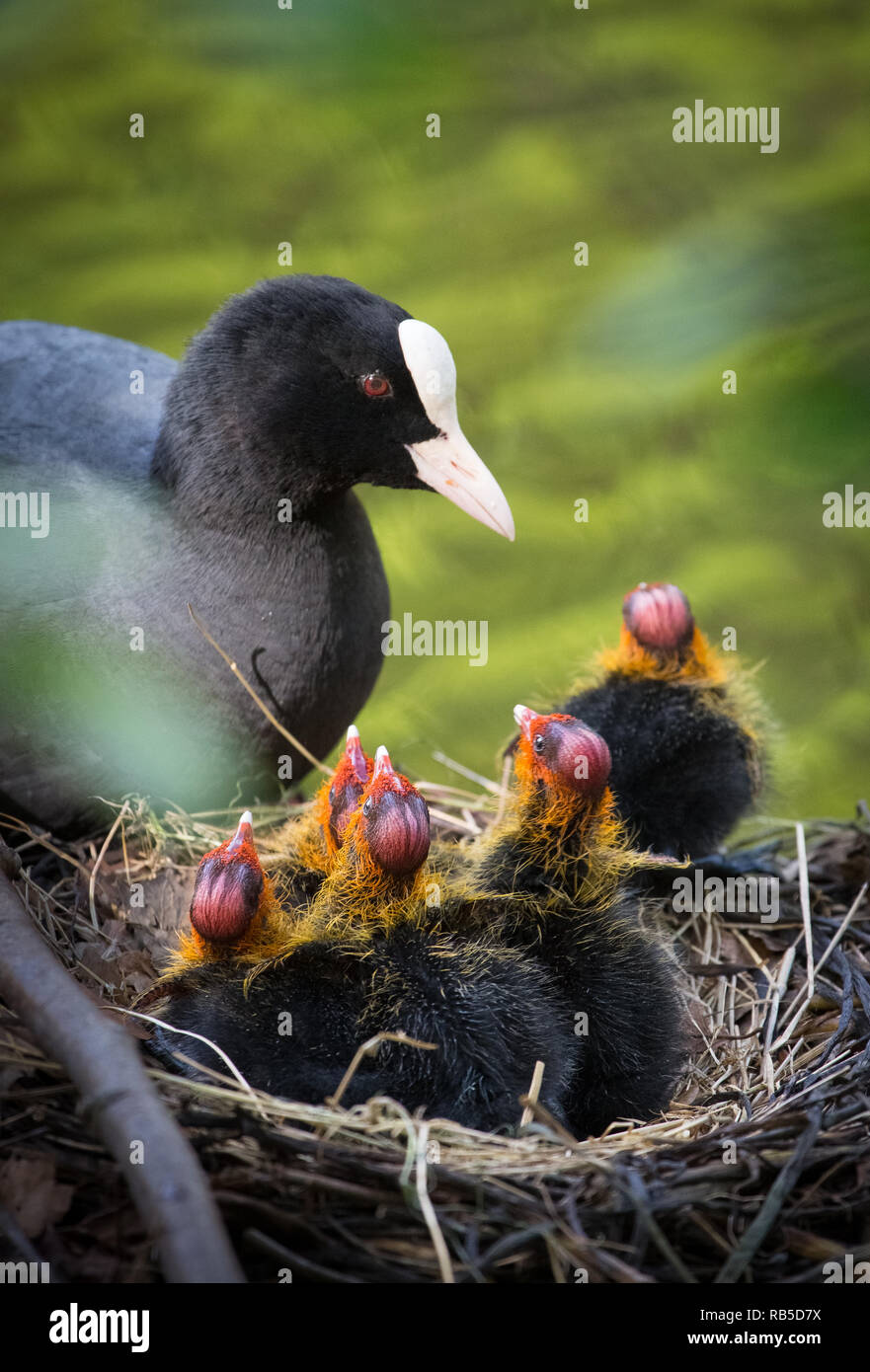 A family of coots in Wimbledon Common, London, UK Stock Photo - Alamy