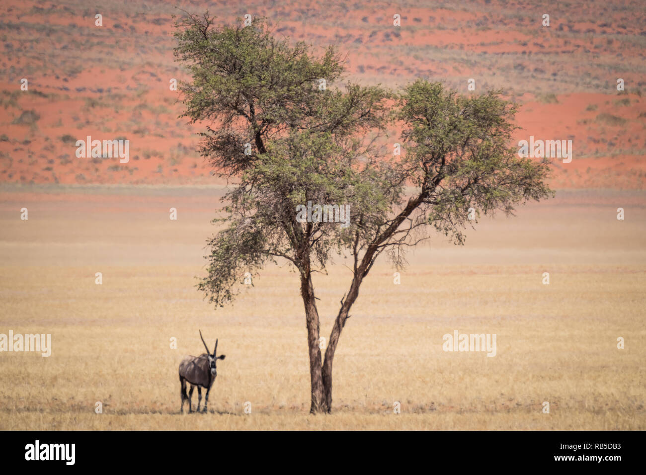 Oryx under a Tree in Namibia Stock Photo - Alamy