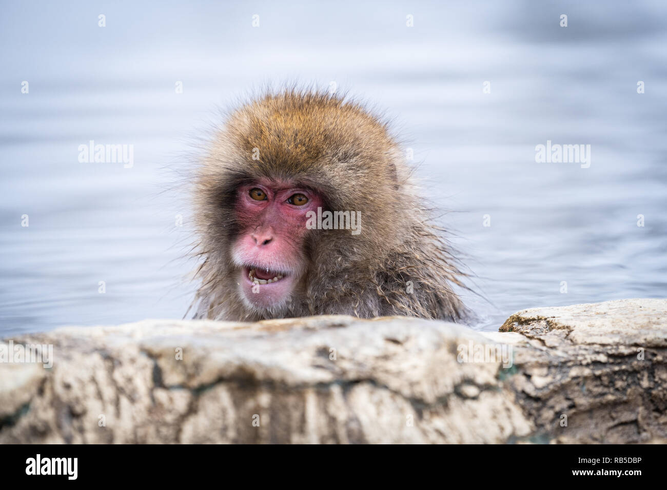Japanese macaques enjoying a hot spring in Jigokudani Monkey Park near ...