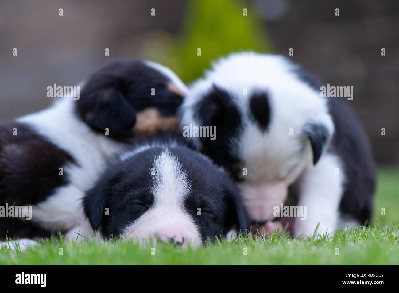 Cute border collie pups going to sleep in a pile on a garden lawn ...