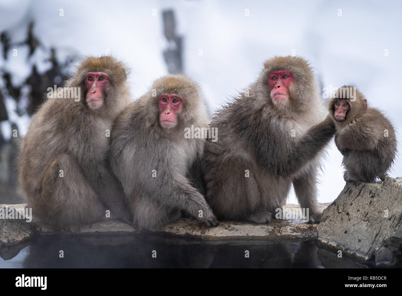 Japanese macaques enjoying a hot spring in Jigokudani Monkey Park near ...