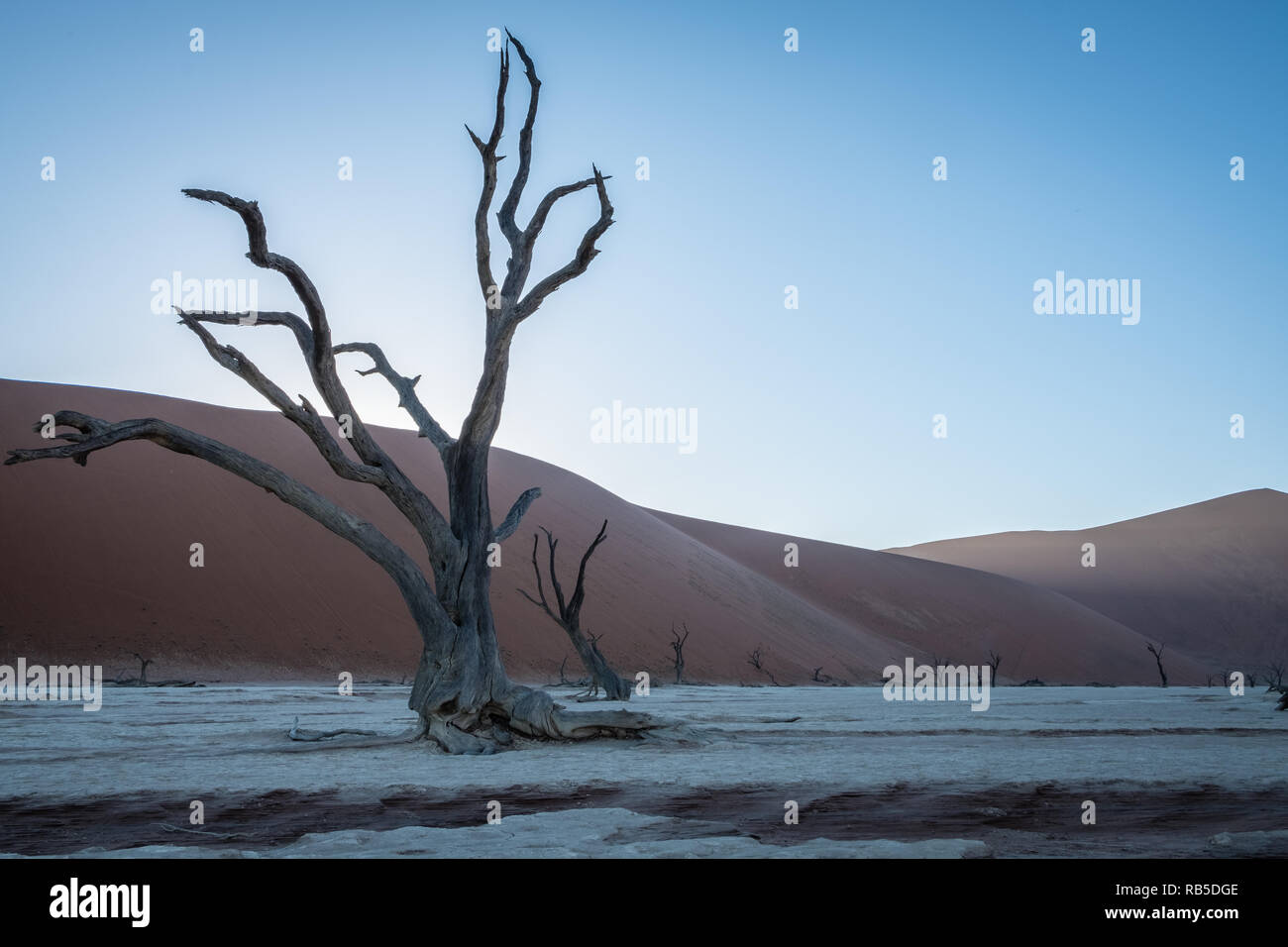 Dead Tree in Deadvlei Namibia at sunrise Stock Photo - Alamy