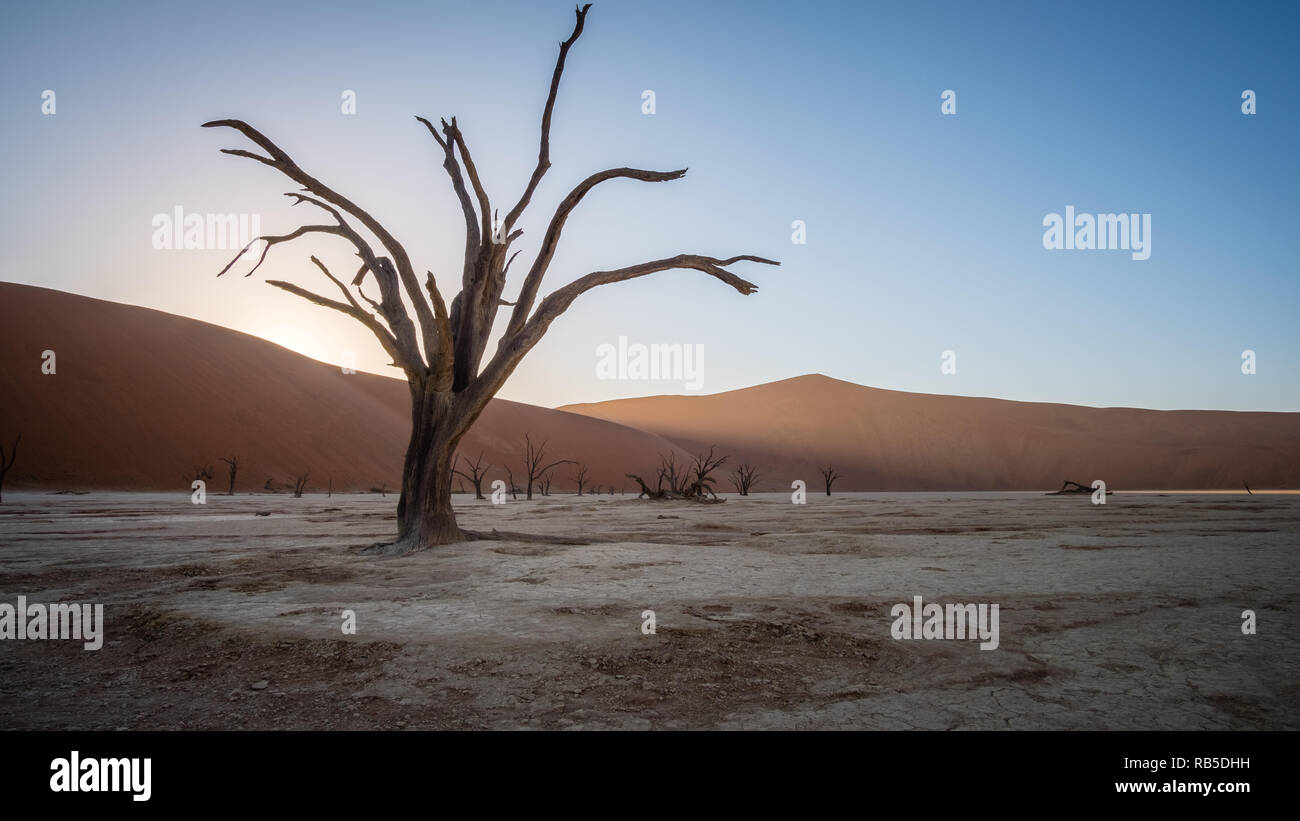 Dead Tree in Deadvlei Namibia at sunrise Stock Photo - Alamy