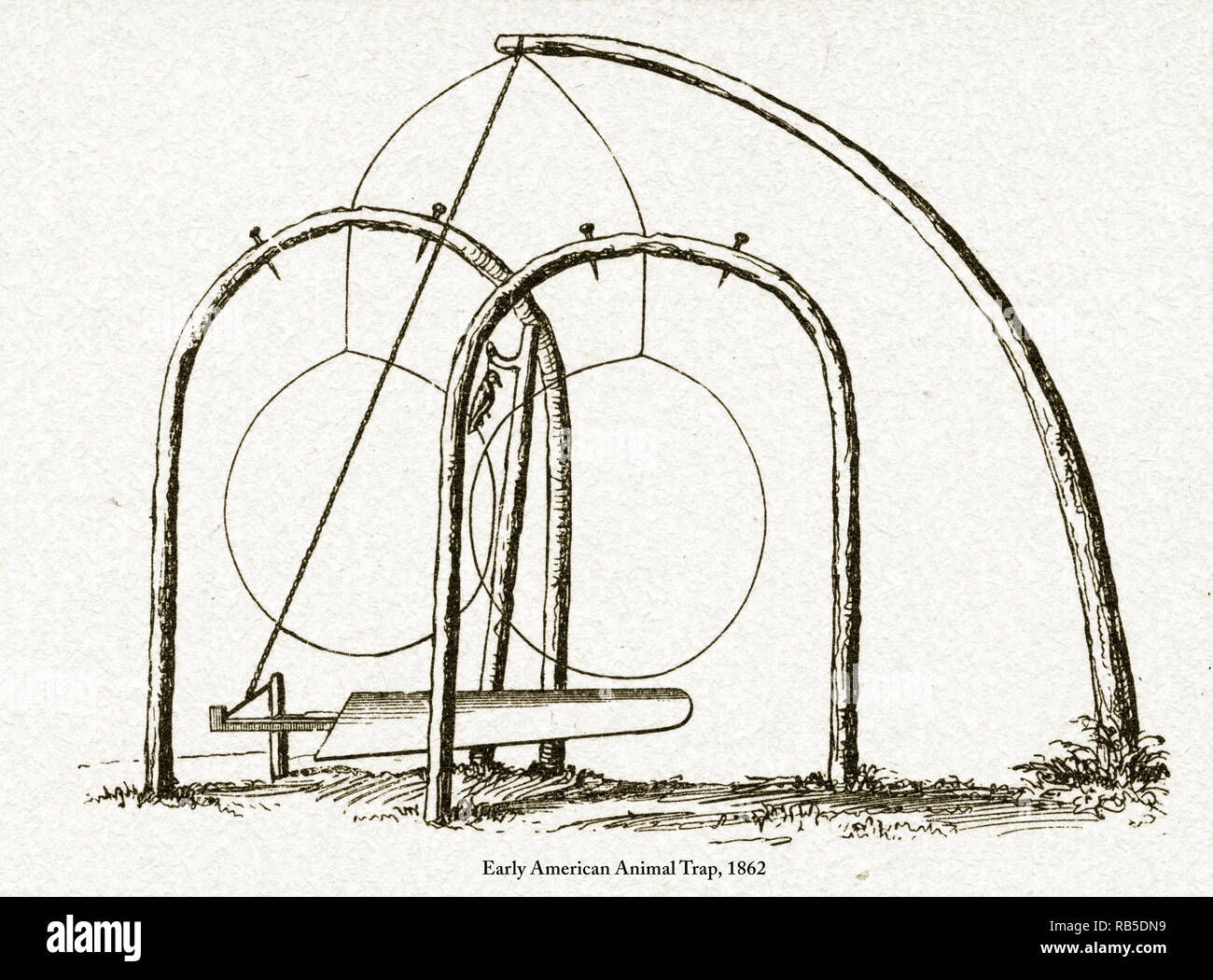 Animal Trap, Early American Victorian Engraving, 1862 Stock Photo - Alamy