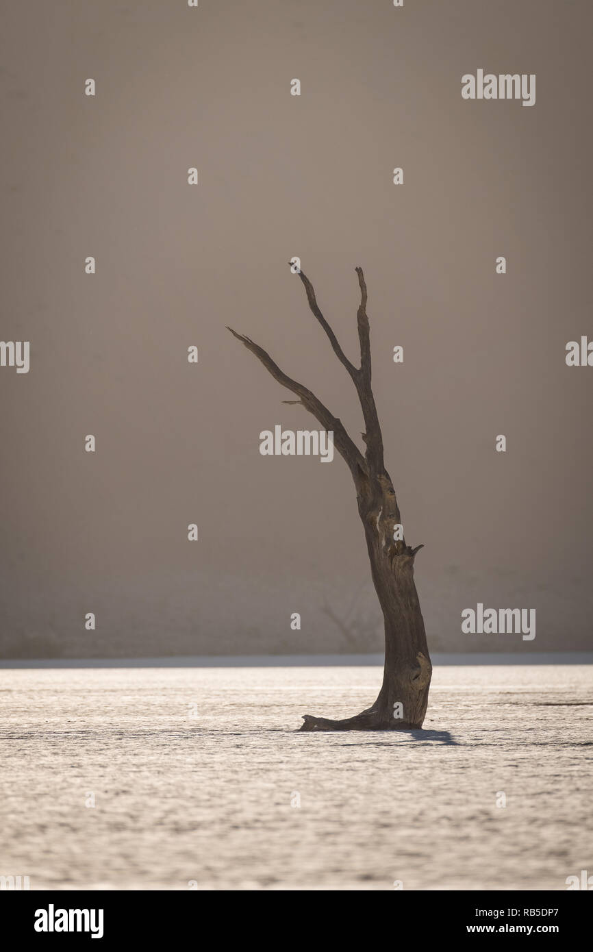 Dead Tree in Deadvlei Namibia at sunrise Stock Photo - Alamy