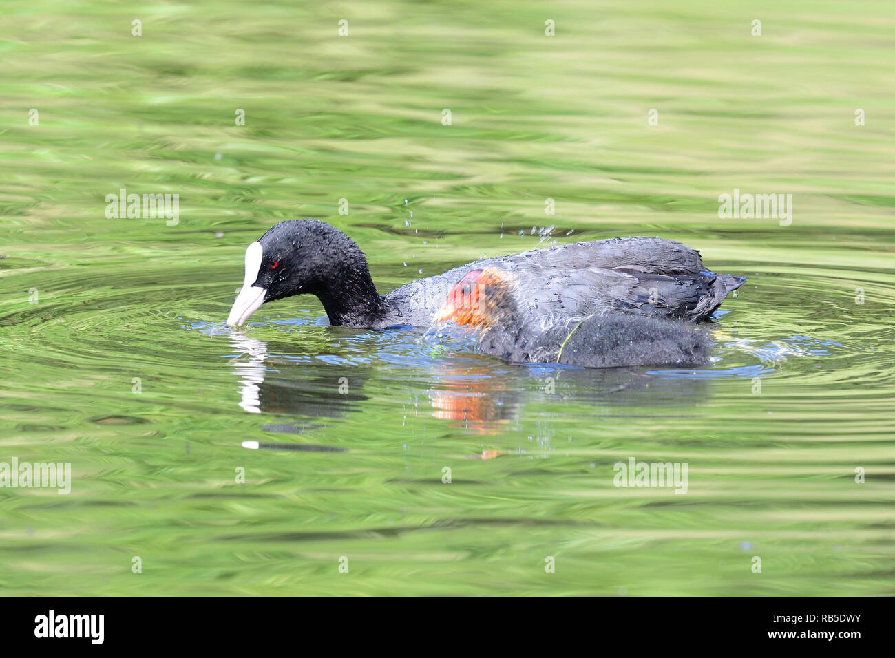 Close up of a coot swimming in the water with a baby coot Stock Photo ...