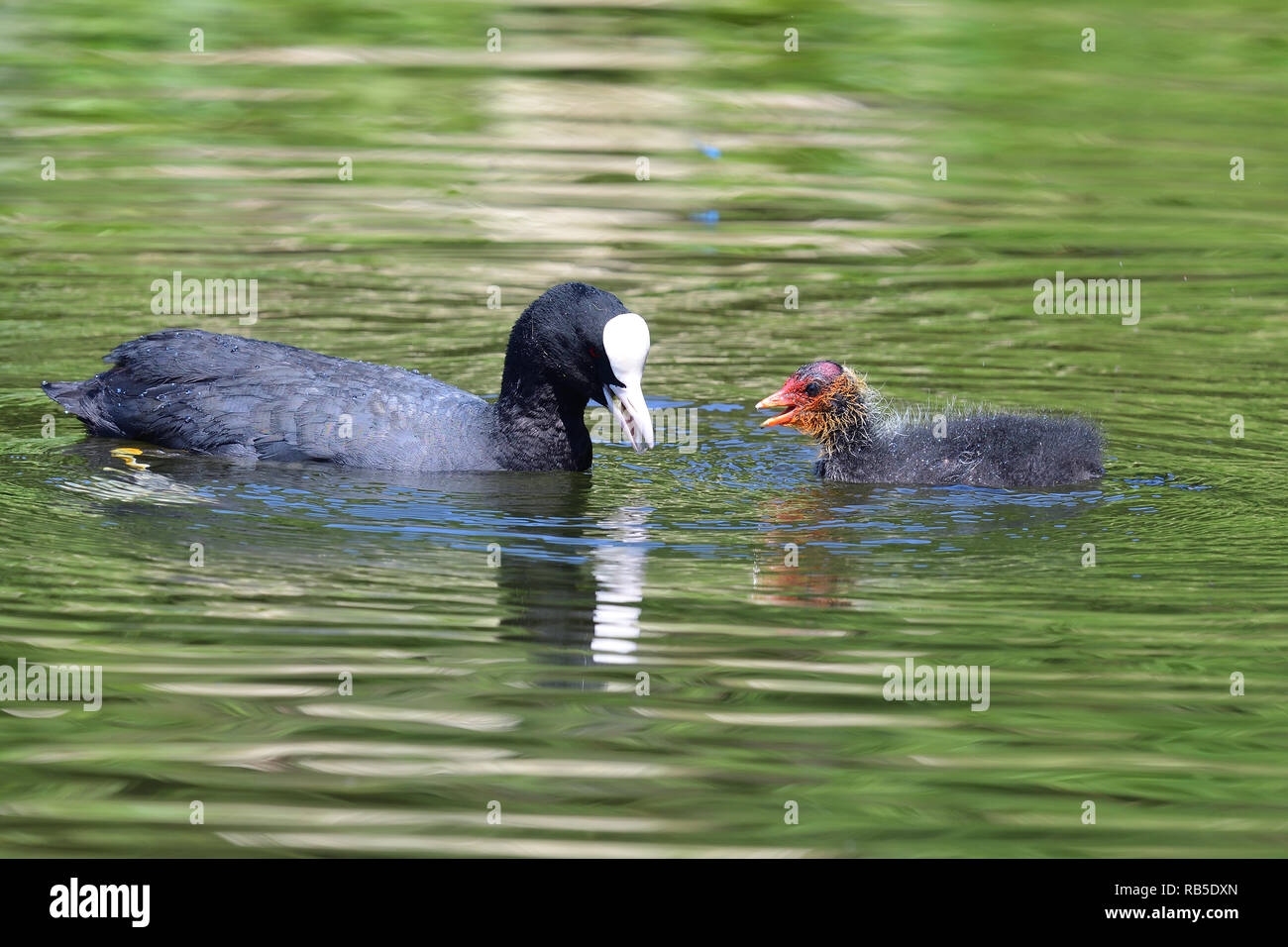 Coots swimming together hi-res stock photography and images - Alamy