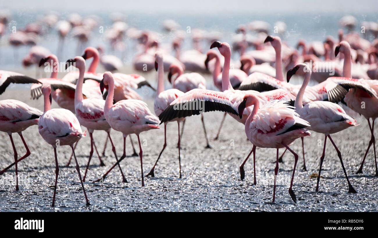 Flamingos at Walvis Bay Namibia Stock Photo - Alamy