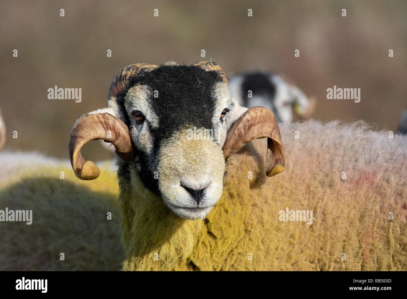Tupping livestock hi-res stock photography and images - Alamy