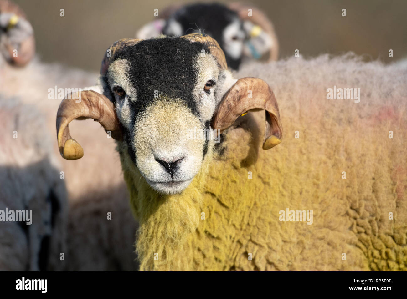 Swaledale ram covered in yellow raddle, tupping ewes in autumn. North ...
