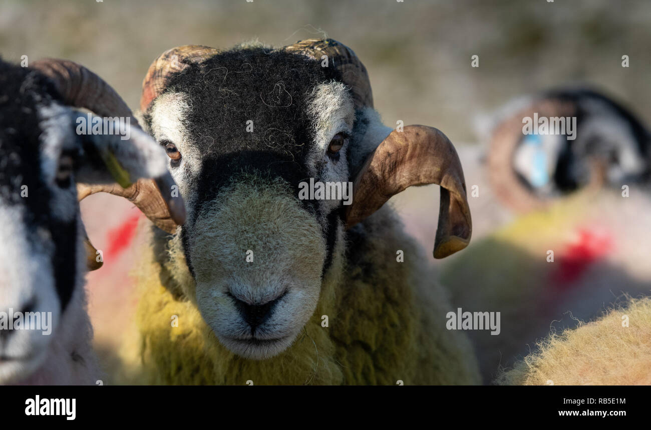 Sheep tupping season hi-res stock photography and images - Alamy
