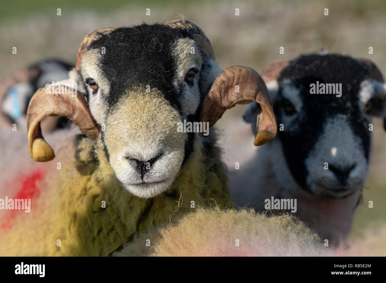 Raddle hi-res stock photography and images - Alamy