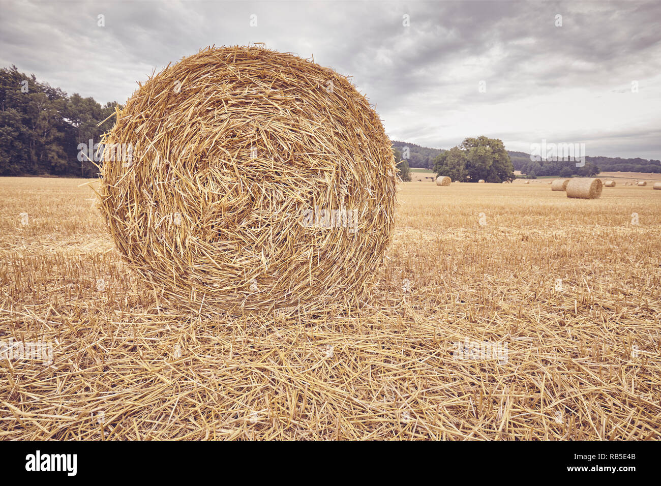 Straw round bale on a field at the end of the harvest season, color ...