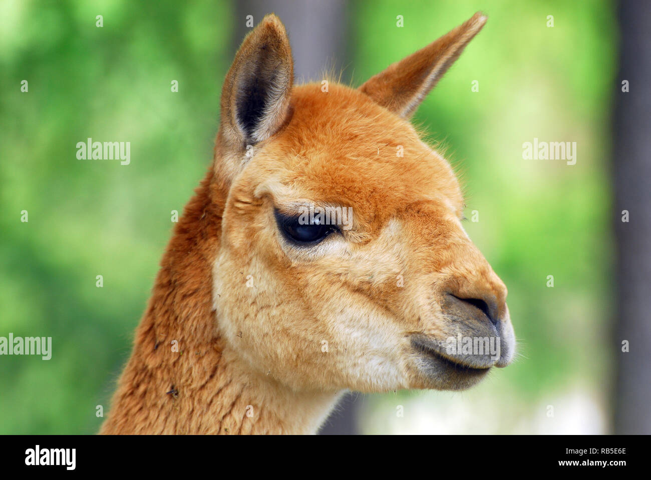 Vikunya hi-res stock photography and images - Alamy