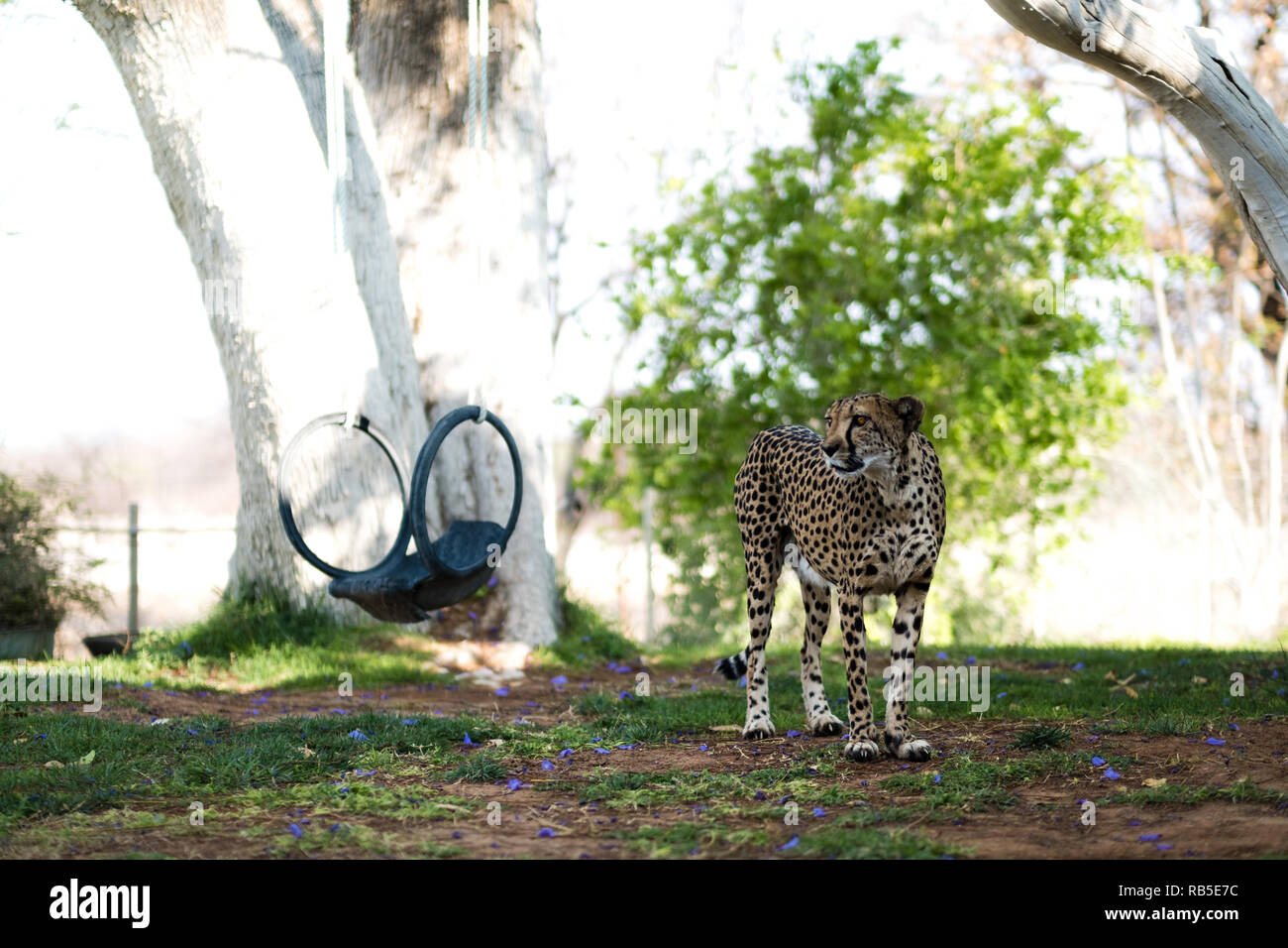 Namibia windhoek farm hi-res stock photography and images - Alamy