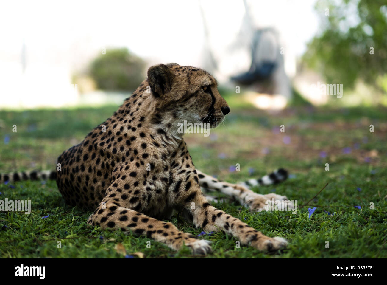 Namibia windhoek farm hi-res stock photography and images - Alamy
