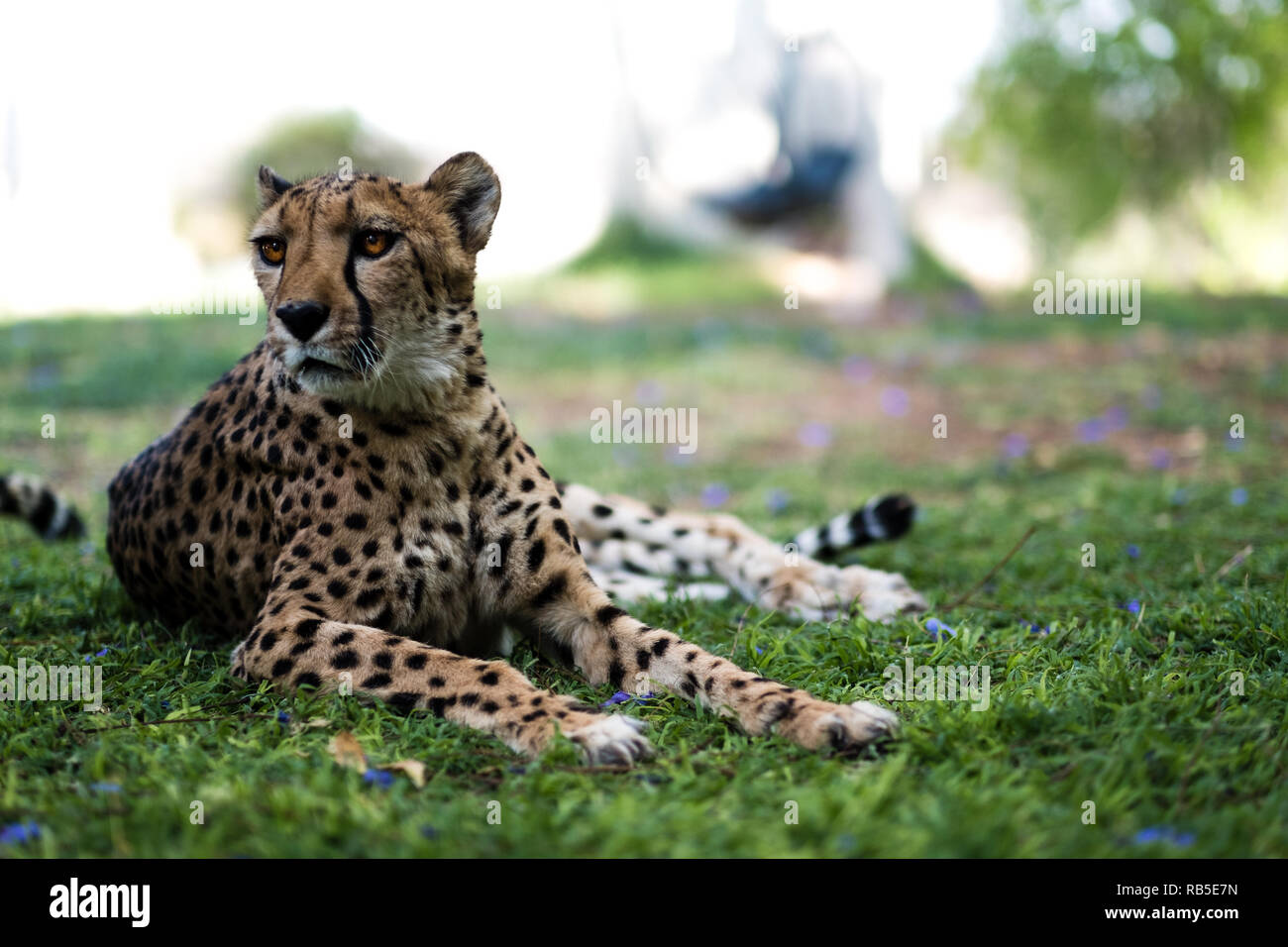 Tame cheetah hi-res stock photography and images - Alamy