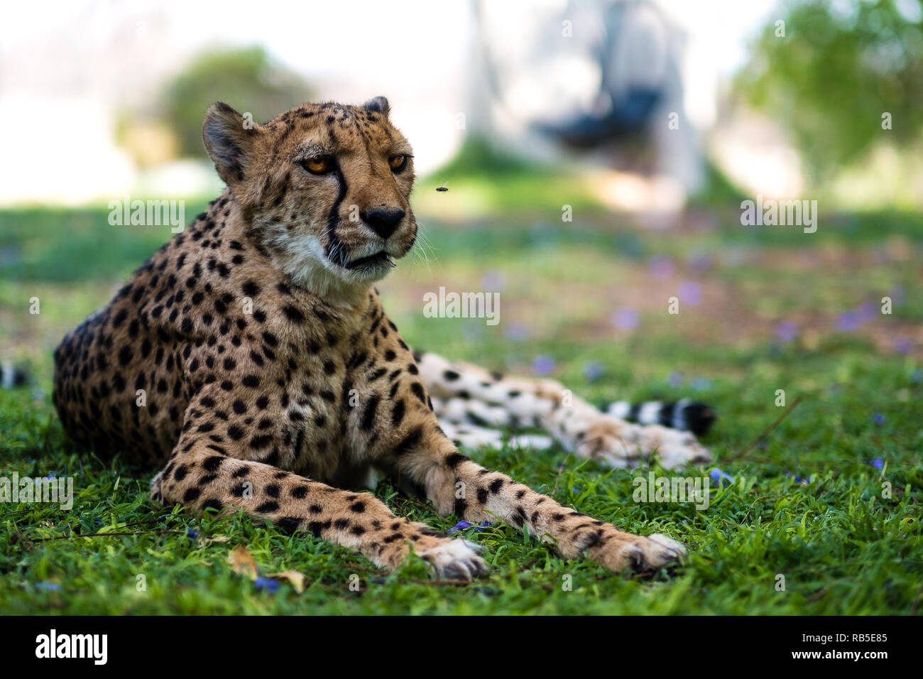Tame Cheetah at a Farm in Namibia Stock Photo - Alamy