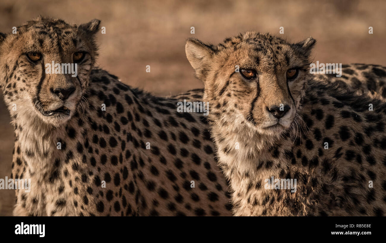 Tame Cheetah at a Farm in Namibia Stock Photo - Alamy