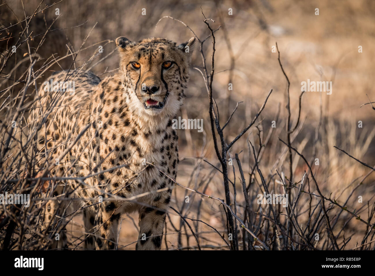 Tame cheetah hi-res stock photography and images - Alamy