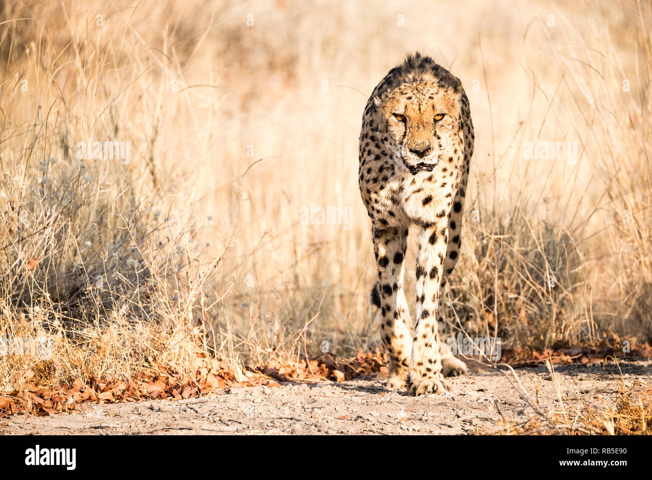 Tame cheetah hi-res stock photography and images - Alamy