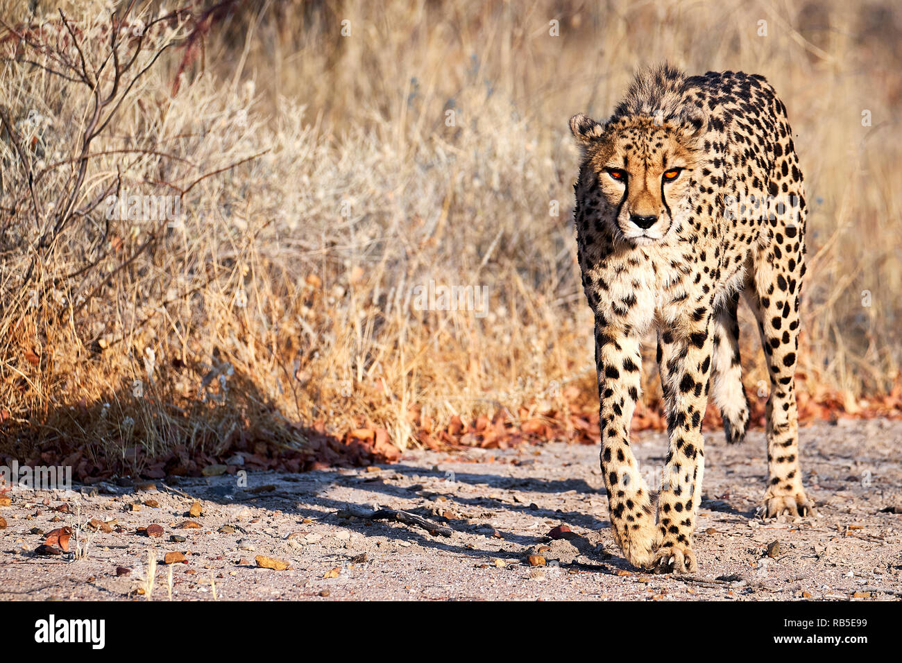 Namibia windhoek farm hi-res stock photography and images - Alamy