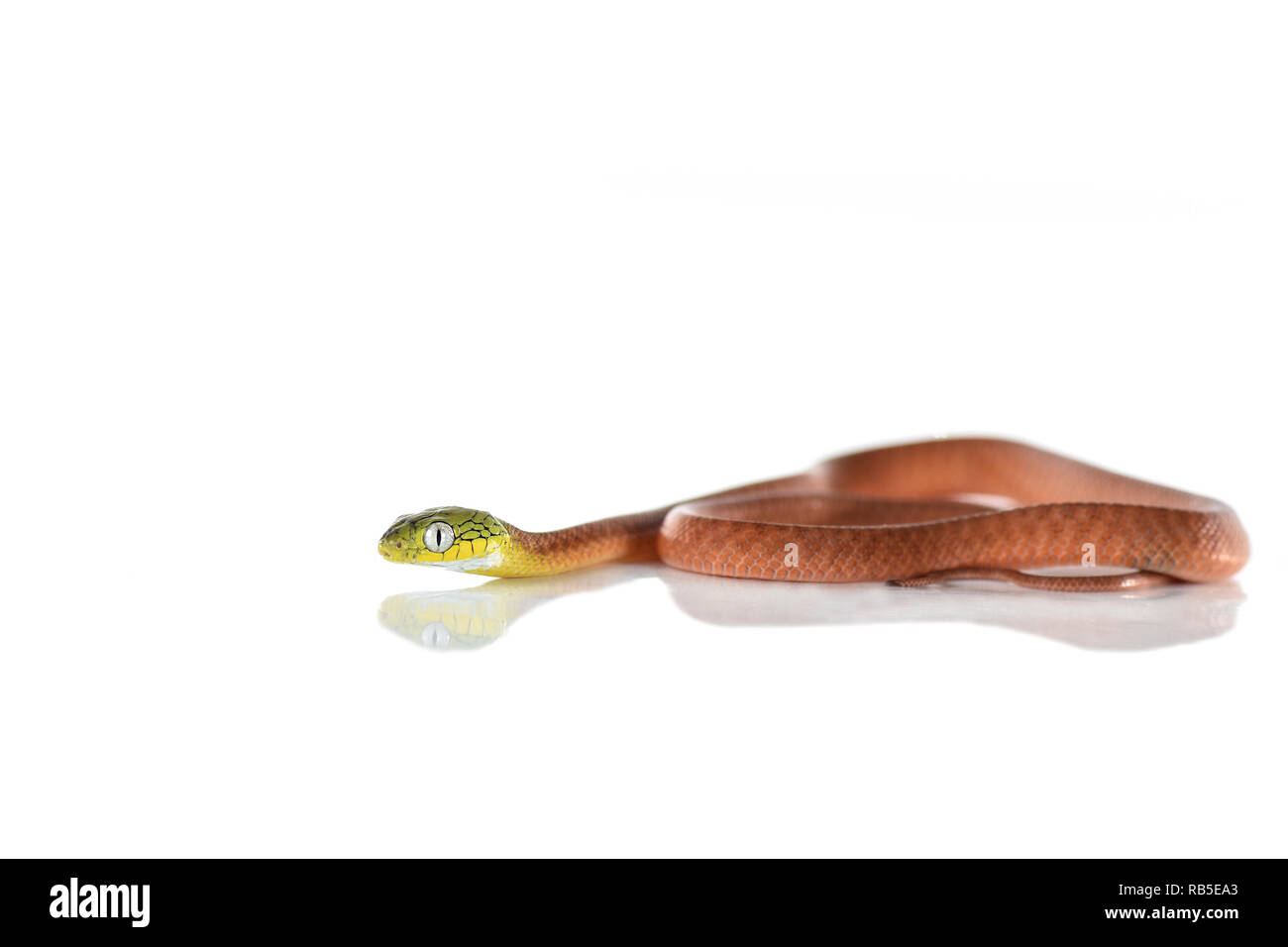 Snake, Studio, Boiga Stock Photo - Alamy