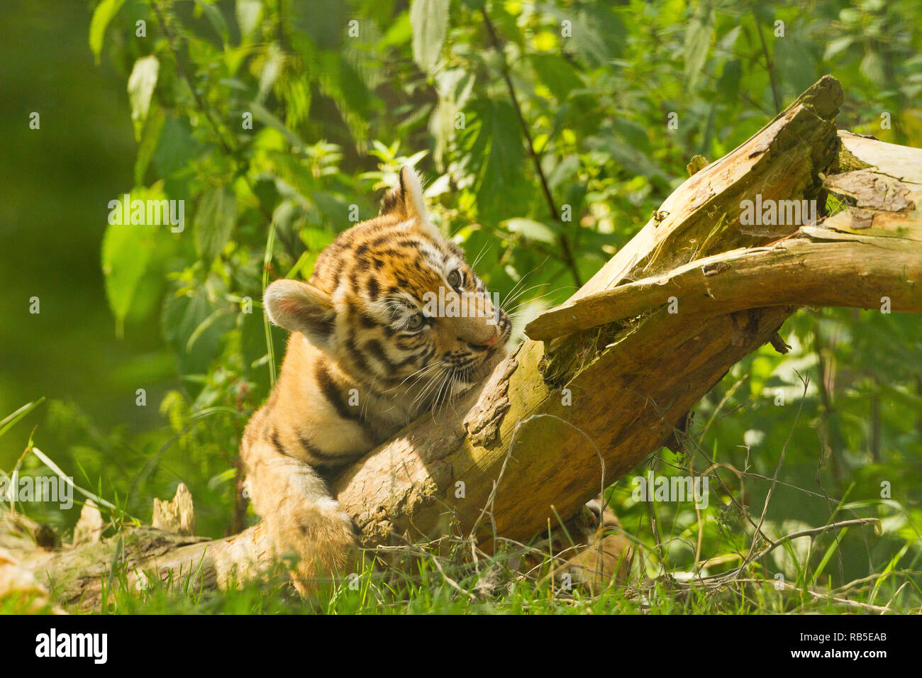 Siberian/Amur Tiger Cub (Panthera Tigris Altaica) Climbing On A Tree ...