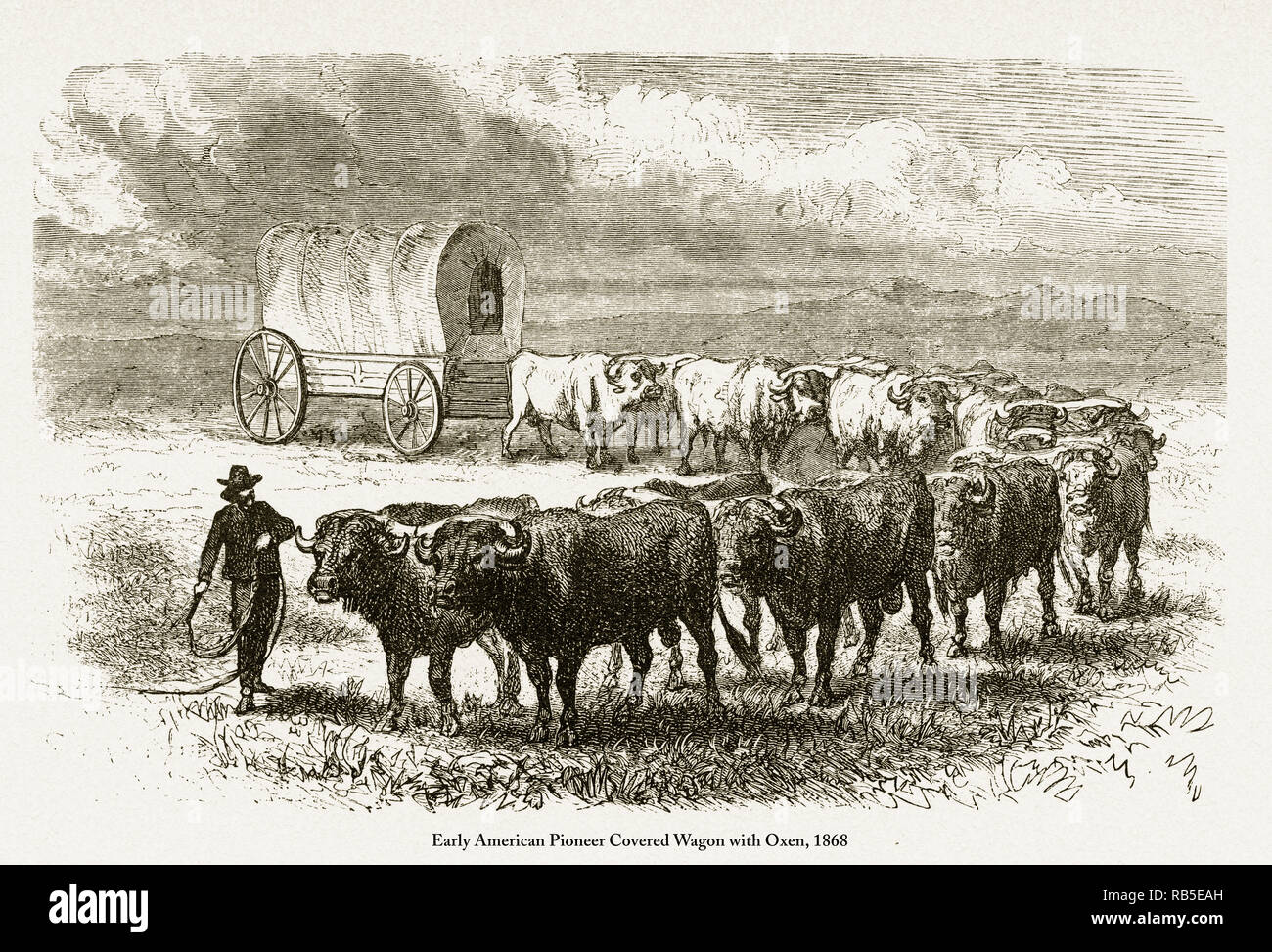 Covered wagon ox oxen hi-res stock photography and images - Alamy