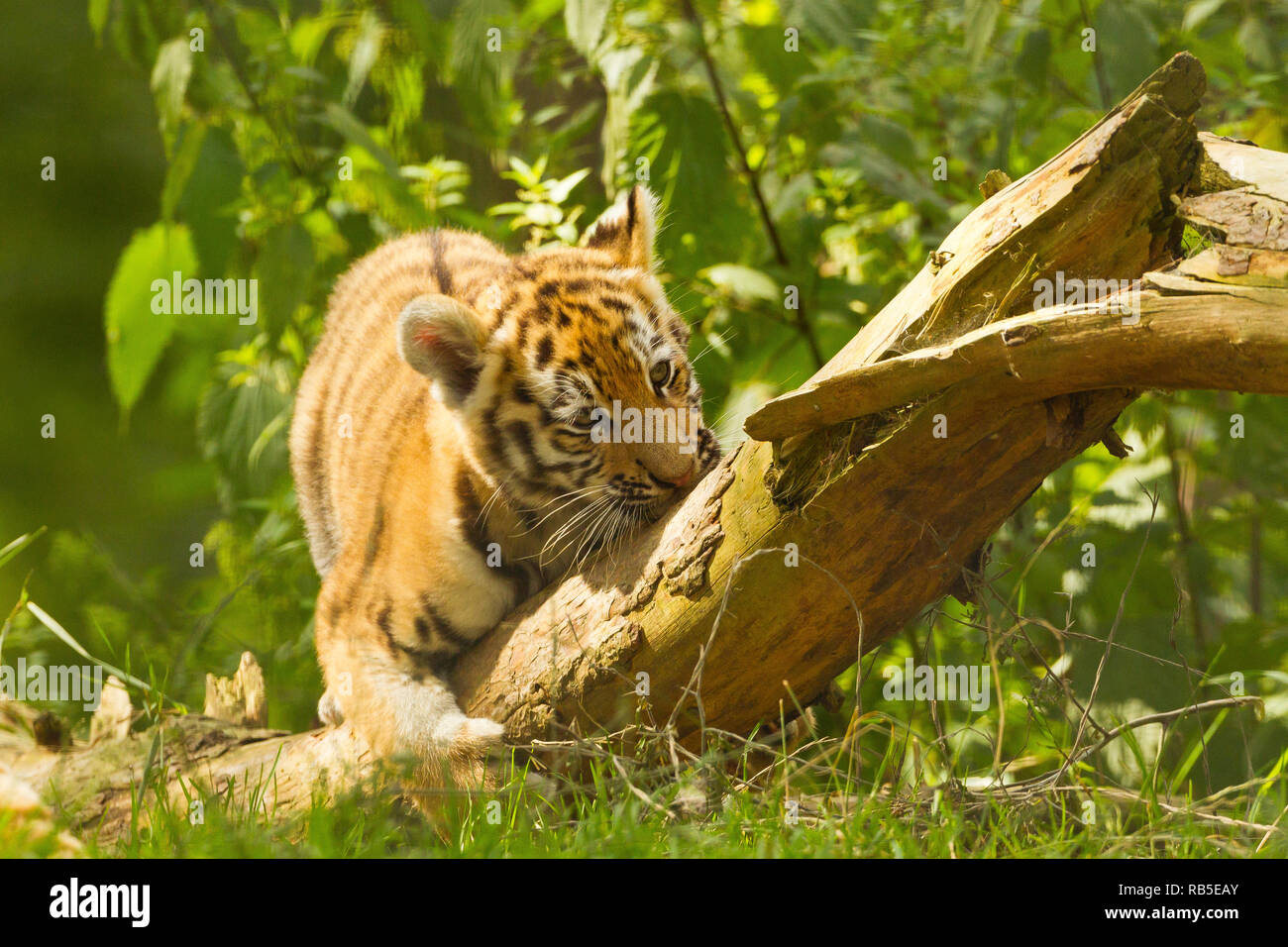 Siberian/Amur Tiger Cub (Panthera Tigris Altaica) Climbing On A Tree ...
