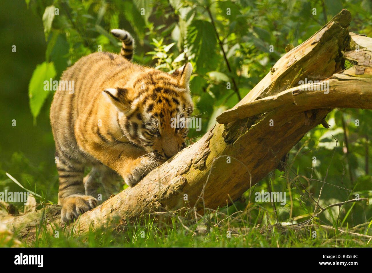 Siberian/Amur Tiger Cub (Panthera Tigris Altaica) Climbing On A Tree ...