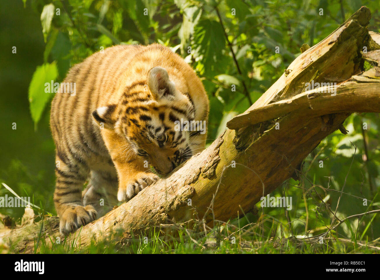 Tiger Climbing A Tree High Resolution Stock Photography and Images - Alamy