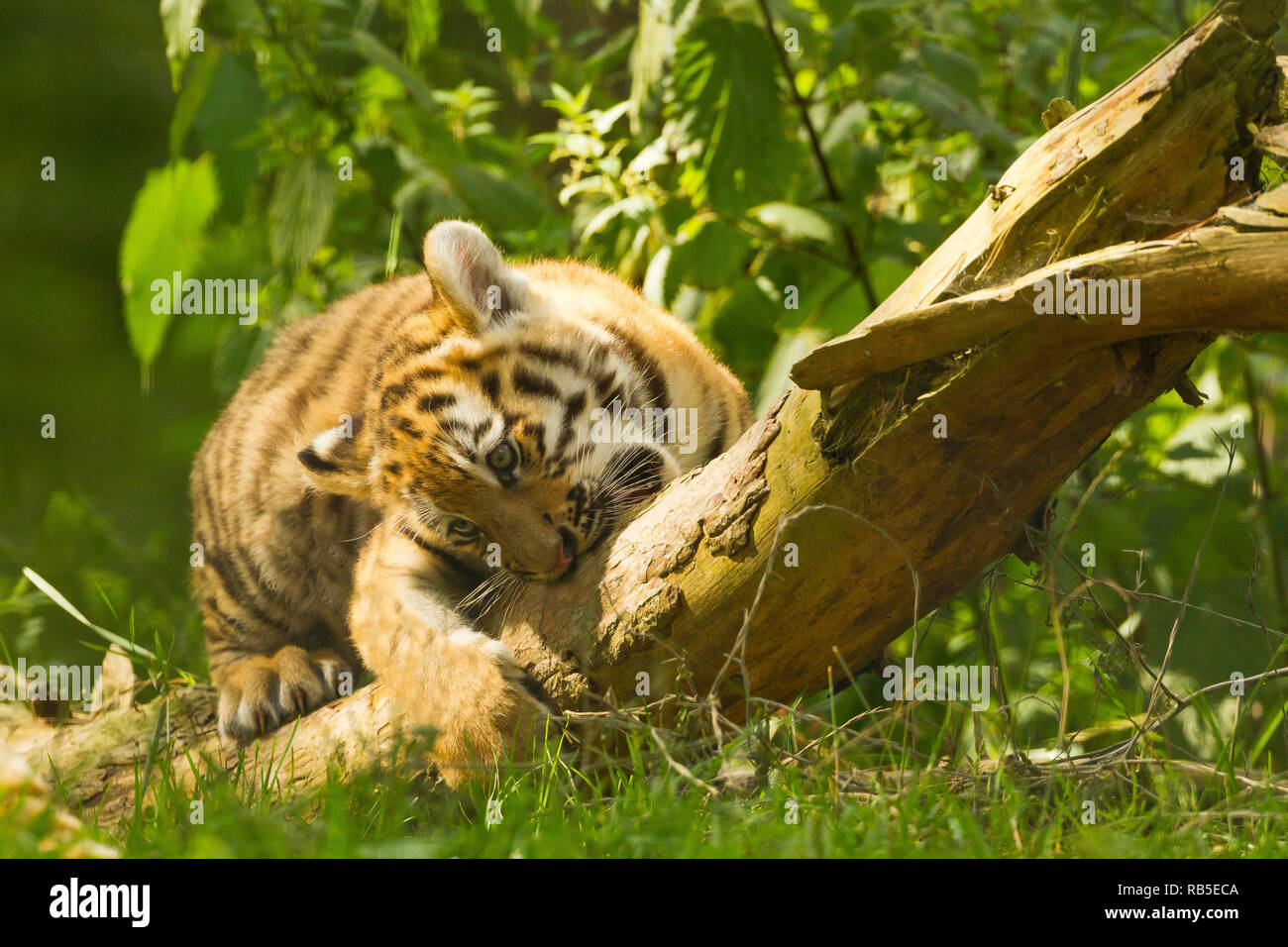 Siberian/Amur Tiger Cub (Panthera Tigris Altaica) Climbing On A Tree ...