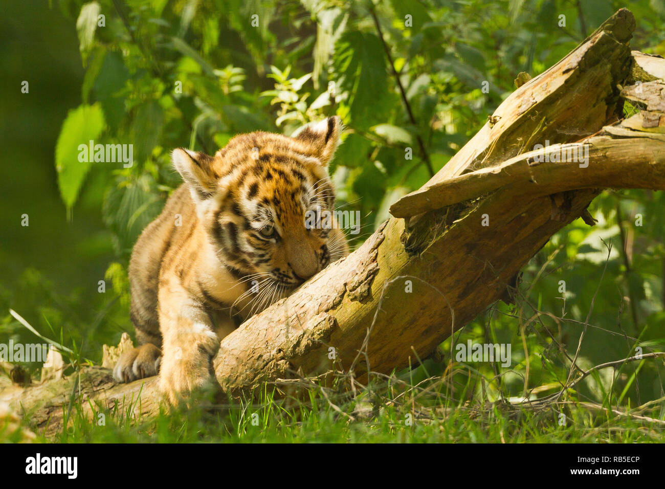 Siberian/Amur Tiger Cub (Panthera Tigris Altaica) Climbing On A Tree ...