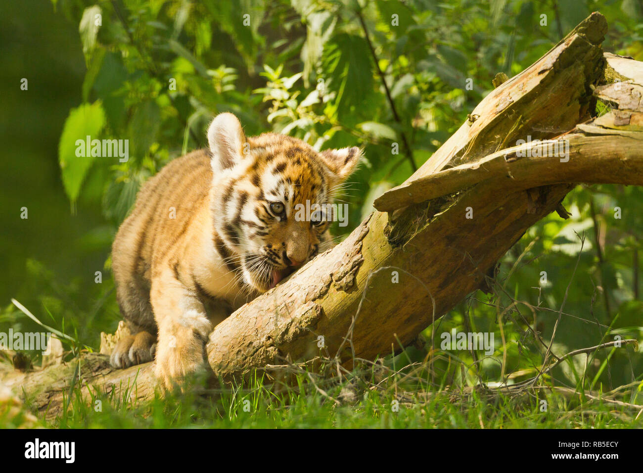 Siberian/Amur Tiger Cub (Panthera Tigris Altaica) Climbing On A Tree ...