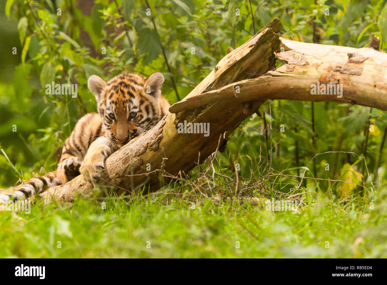 Siberian/Amur Tiger Cub (Panthera Tigris Altaica) Climbing On A Tree ...