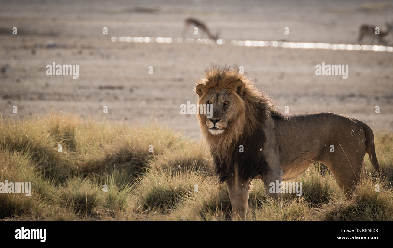 Springbok lion prey hi-res stock photography and images - Alamy