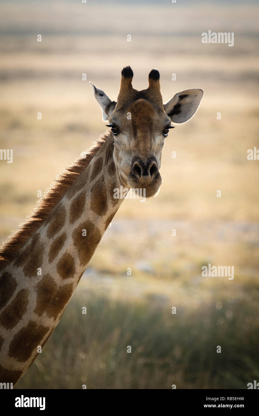 Giraffe Nose High Resolution Stock Photography and Images - Alamy