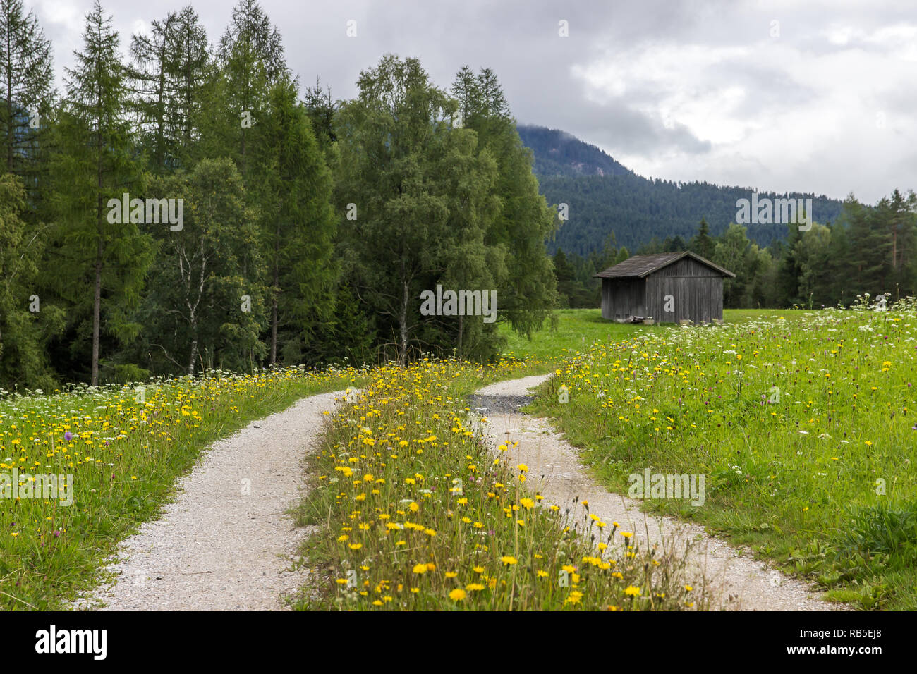Austrian nature: between mountains, trees and meadows Stock Photo - Alamy