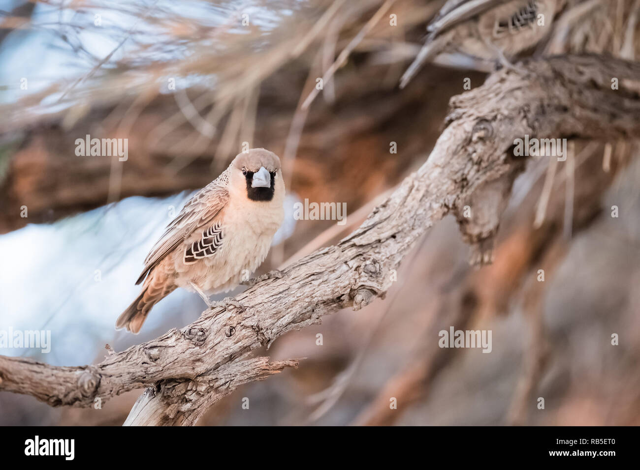 Sociable weaver bird hi-res stock photography and images - Alamy
